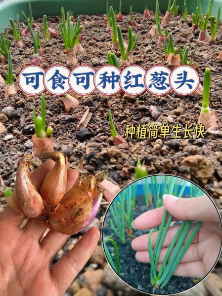 火葱怎么种_火葱和香葱的区别-第1张图片-山城妙识