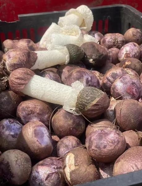 竹荪的伞裙能吃吗_竹荪伞裙怎么吃-第1张图片-山城妙识