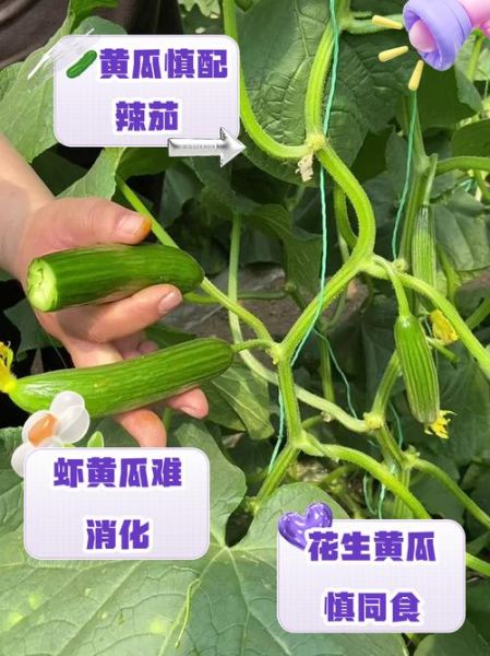 黄瓜不能和什么一起吃_黄瓜最佳搭配食材-第1张图片-山城妙识