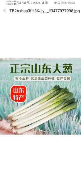 安丘大葱价格今日价格_安丘大葱多少钱一斤-第2张图片-山城妙识