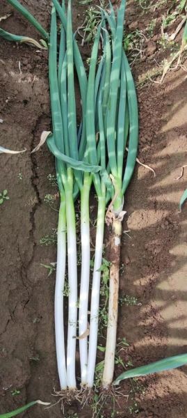 安丘大葱价格今日价格_安丘大葱多少钱一斤-第1张图片-山城妙识