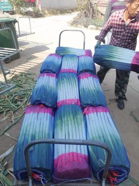 安丘大葱价格今日价格_安丘大葱多少钱一斤-第3张图片-山城妙识