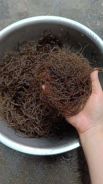 海发菜的功效与作用_海发菜怎么吃最好-第2张图片-山城妙识