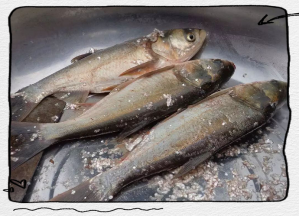 鲢鱼刺多吗_小孩能吃吗-第2张图片-山城妙识 鲢鱼刺多吗_小孩能吃吗-第2张图片-山城妙识