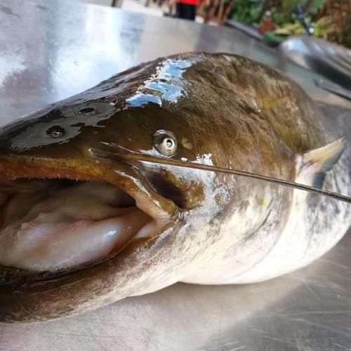 鲢鱼刺多吗_小孩能吃吗-第3张图片-山城妙识 鲢鱼刺多吗_小孩能吃吗-第3张图片-山城妙识