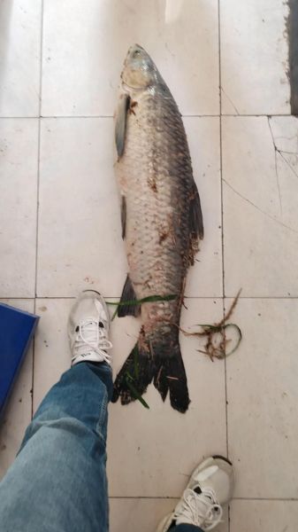 螺蛳青鱼怎么钓_螺蛳青鱼吃什么-第2张图片-山城妙识