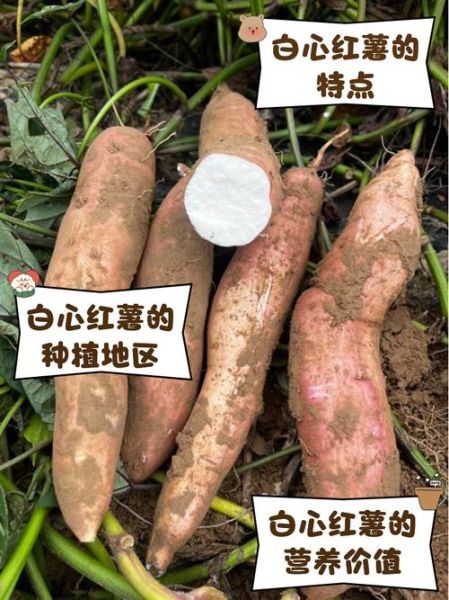 白皮红薯和白心红薯的区别_白皮红薯怎么做好吃-第1张图片-山城妙识