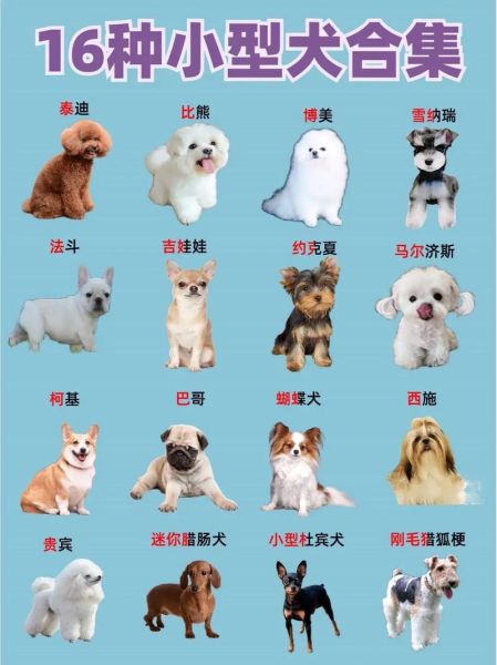 便宜好养的小型犬有哪些_新手适合养什么小型犬-第1张图片-山城妙识 便宜好养的小型犬有哪些_新手适合养什么小型犬-第1张图片-山城妙识