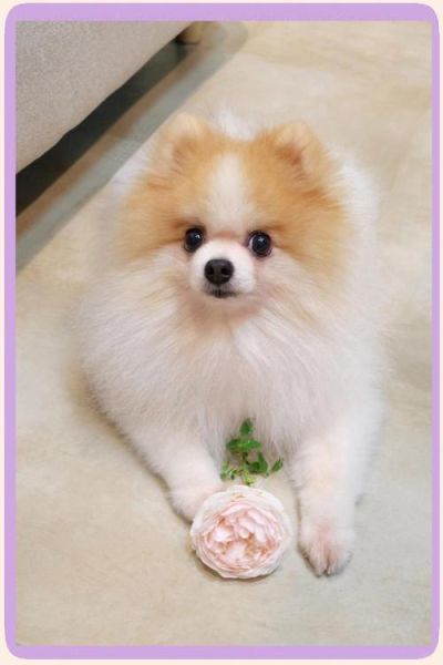 便宜好养的小型犬有哪些_新手适合养什么小型犬-第3张图片-山城妙识 便宜好养的小型犬有哪些_新手适合养什么小型犬-第3张图片-山城妙识