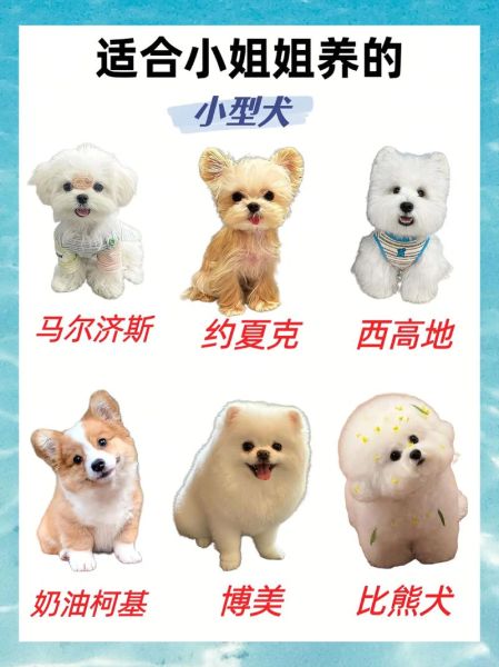 便宜好养的小型犬有哪些_新手适合养什么小型犬-第2张图片-山城妙识 便宜好养的小型犬有哪些_新手适合养什么小型犬-第2张图片-山城妙识