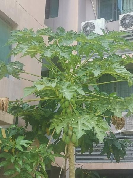 木瓜树几年结果_木瓜树怎么养才高产-第1张图片-山城妙识