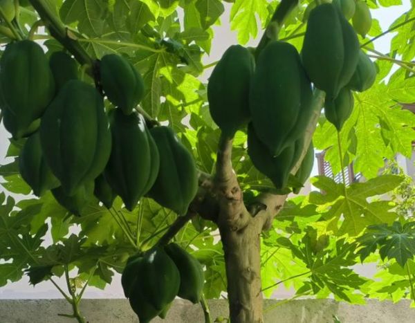 木瓜树几年结果_木瓜树怎么养才高产-第2张图片-山城妙识