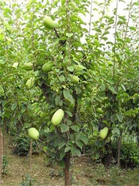 木瓜树几年结果_木瓜树怎么养才高产-第3张图片-山城妙识