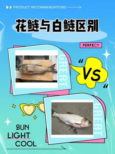 白鲢鱼图片_如何分辨真假白鲢-第1张图片-山城妙识 白鲢鱼图片_如何分辨真假白鲢-第1张图片-山城妙识