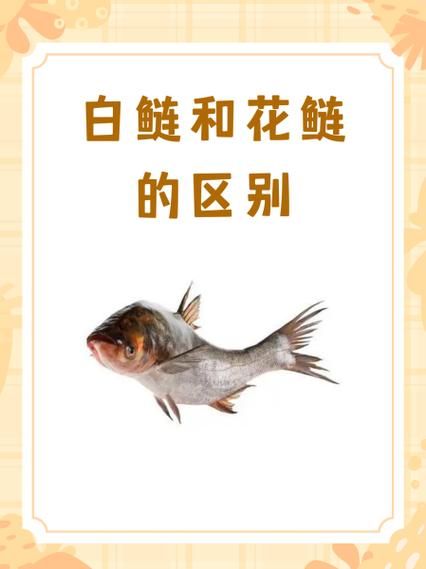 白鲢鱼图片_如何分辨真假白鲢-第2张图片-山城妙识 白鲢鱼图片_如何分辨真假白鲢-第2张图片-山城妙识