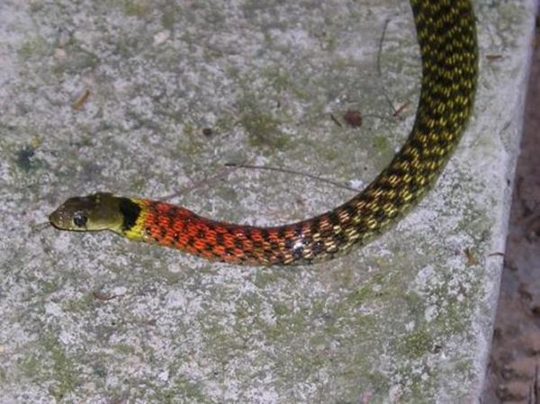 蛇的品种大全108种图片_哪些蛇最危险-第1张图片-山城妙识 蛇的品种大全108种图片_哪些蛇最危险-第1张图片-山城妙识