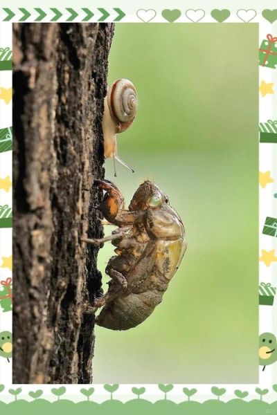 蝉蜕煮水喝的功效与禁忌_孕妇可以喝吗-第3张图片-山城妙识 蝉蜕煮水喝的功效与禁忌_孕妇可以喝吗-第3张图片-山城妙识