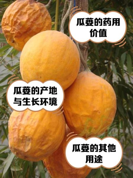 全瓜蒌的功效与作用_全瓜蒌怎么吃效果最好-第1张图片-山城妙识 全瓜蒌的功效与作用_全瓜蒌怎么吃效果最好-第1张图片-山城妙识