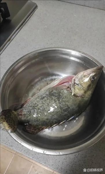 桂鱼多少钱一斤_桂鱼图片高清-第1张图片-山城妙识