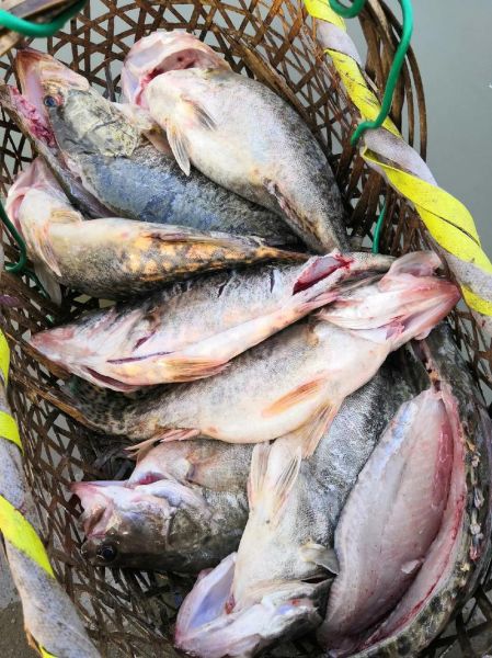 桂鱼多少钱一斤_桂鱼图片高清-第2张图片-山城妙识