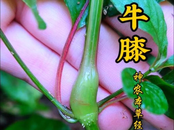 怀牛膝图片长什么样_怀牛膝真假怎么分辨-第2张图片-山城妙识 怀牛膝图片长什么样_怀牛膝真假怎么分辨-第2张图片-山城妙识