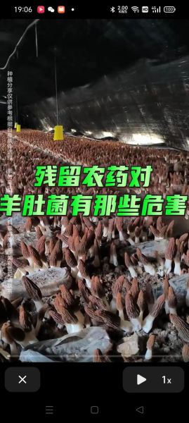 羊肚菌种植利润怎么样_羊肚菌每亩能赚多少钱-第1张图片-山城妙识