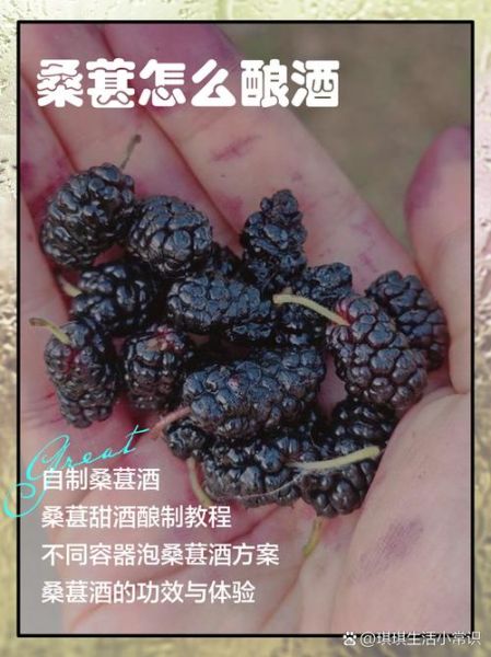 桑葚酒怎么做_桑葚酒的做法步骤图-第3张图片-山城妙识