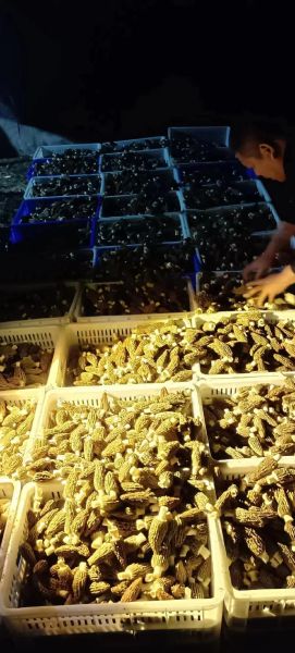 羊肚菌种植利润怎么样_羊肚菌每亩能赚多少钱-第3张图片-山城妙识