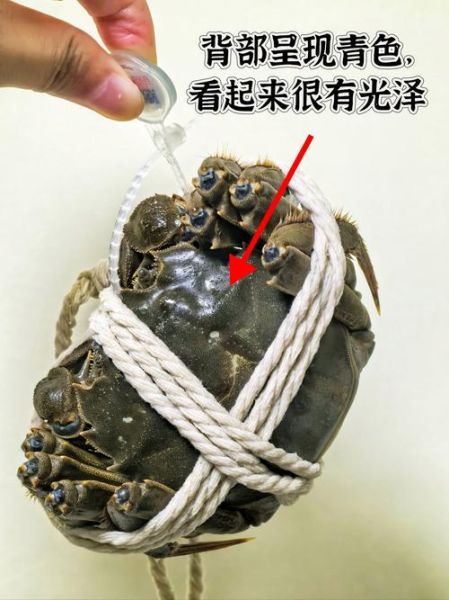 昆明阳澄湖大闸蟹礼券哪里买_如何辨别真假-第2张图片-山城妙识