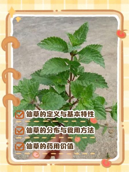 奶茶里的仙草是什么_仙草冻和烧仙草区别-第3张图片-山城妙识 奶茶里的仙草是什么_仙草冻和烧仙草区别-第3张图片-山城妙识