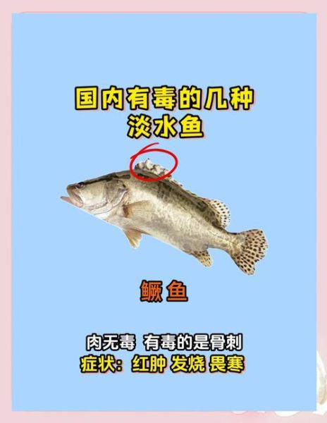 香桂鱼和桂鱼的区别_哪个更好吃-第3张图片-山城妙识