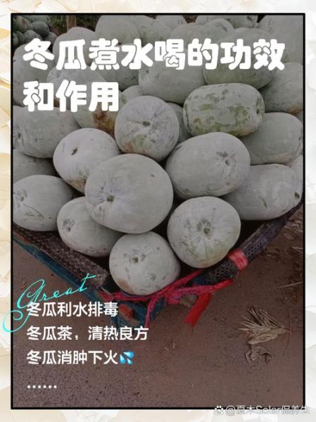 冬瓜的功效与作用是什么_冬瓜能减肥吗-第3张图片-山城妙识