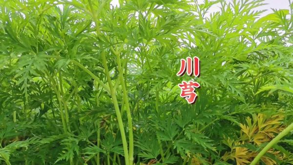 川芎图片_川芎长什么样-第1张图片-山城妙识