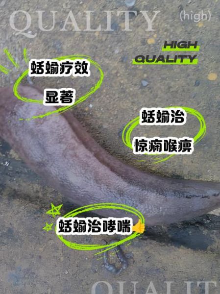 蛞蝓对人体有什么危害_蛞蝓会传播寄生虫吗-第3张图片-山城妙识 蛞蝓对人体有什么危害_蛞蝓会传播寄生虫吗-第3张图片-山城妙识