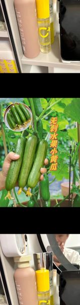 荷兰瓜能直接吃吗_生吃安全吗-第2张图片-山城妙识