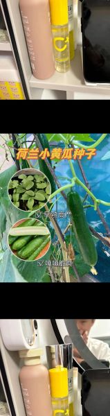 荷兰瓜能直接吃吗_生吃安全吗-第1张图片-山城妙识