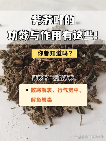 紫苏对高血压高血脂高血糖有害吗_紫苏叶副作用-第1张图片-山城妙识