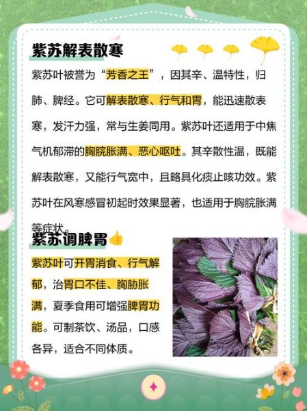 紫苏对高血压高血脂高血糖有害吗_紫苏叶副作用-第3张图片-山城妙识