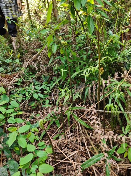 干蕨菜怎么泡开快_干蕨菜快速泡发技巧-第2张图片-山城妙识 干蕨菜怎么泡开快_干蕨菜快速泡发技巧-第2张图片-山城妙识