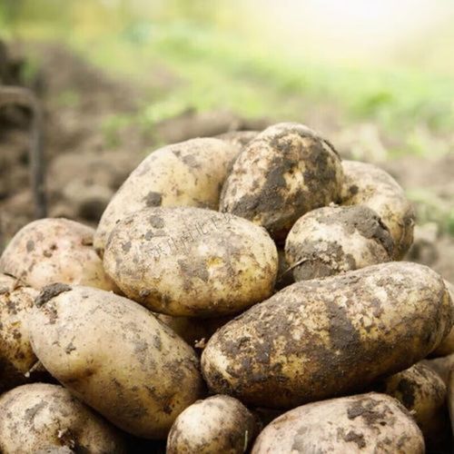 洋芋团团视频怎么做_洋芋团团视频教程-第3张图片-山城妙识