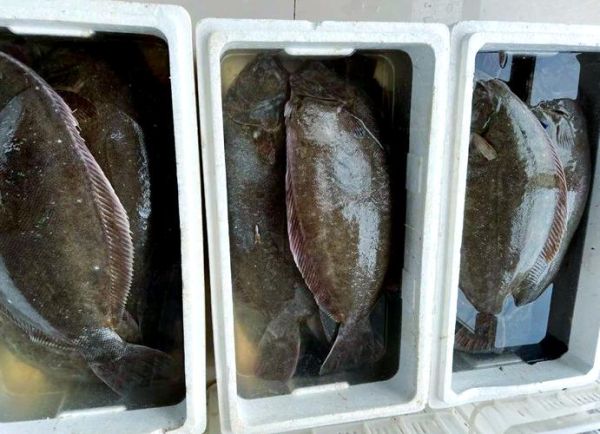 鸦片鱼学名是什么_鸦片鱼是鲆还是鲽-第2张图片-山城妙识