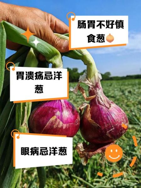 洋葱的功效与作用禁忌_什么人不能吃洋葱-第2张图片-山城妙识