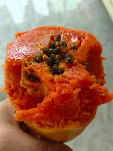 木瓜中间的籽能吃吗_木瓜籽的功效与禁忌-第3张图片-山城妙识 木瓜中间的籽能吃吗_木瓜籽的功效与禁忌-第3张图片-山城妙识