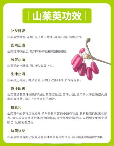 山茱萸的功效与作用_山茱萸用量多少克-第1张图片-山城妙识