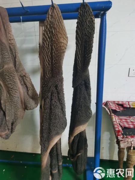 牛肚上的黑绒要不要洗掉_牛肚黑绒怎么去除-第1张图片-山城妙识