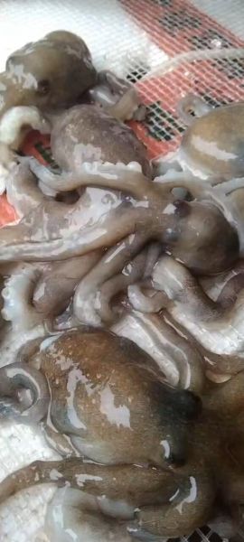 望潮的营养价值_望潮吃了有什么好处-第2张图片-山城妙识