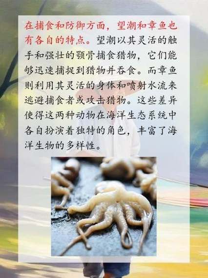 望潮的营养价值_望潮吃了有什么好处-第1张图片-山城妙识