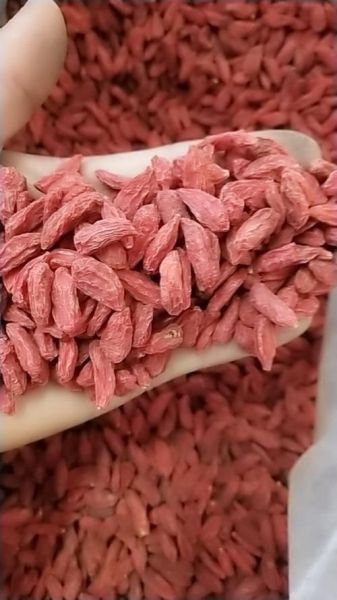 红枸杞一天吃多少粒最好_红枸杞一天吃多少粒不上火-第1张图片-山城妙识 红枸杞一天吃多少粒最好_红枸杞一天吃多少粒不上火-第1张图片-山城妙识