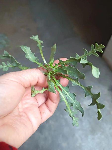 荠菜花可以吃吗_荠菜花怎么做好吃-第1张图片-山城妙识 荠菜花可以吃吗_荠菜花怎么做好吃-第1张图片-山城妙识