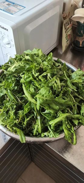 荠菜花可以吃吗_荠菜花怎么做好吃-第3张图片-山城妙识 荠菜花可以吃吗_荠菜花怎么做好吃-第3张图片-山城妙识